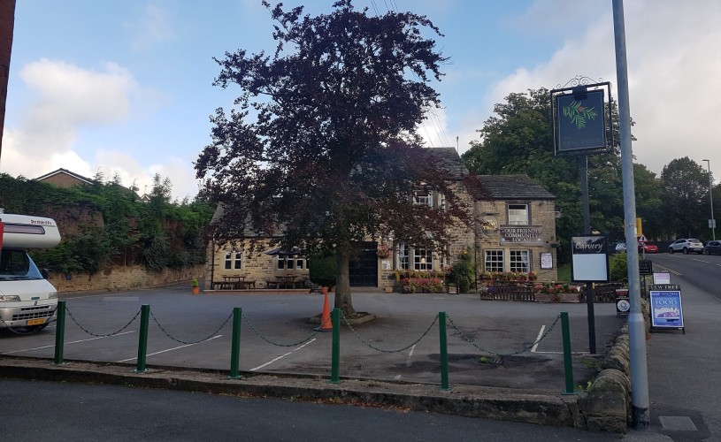 Yew Tree
