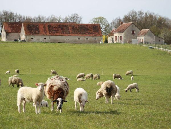Les Moutons de Cotron