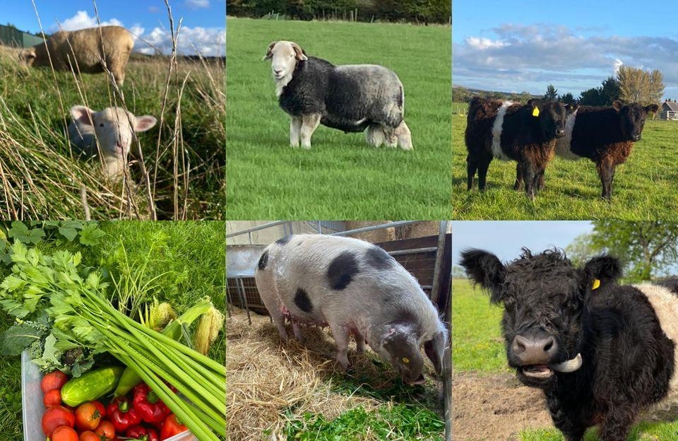 Clanfin Native Breeds, Hillhouse Farm